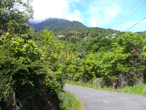 DHTA’s Hike Fest ~ The Final Hike: Capuchin to Cabrits a virtual Dominica