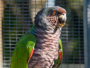 Birds of Dominica: Birdwatching in Dominica, Eastern Caribbean Birds ...