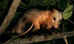 Dominica Wildlife - animals in Dominica: birds, mammals, amphibian ...